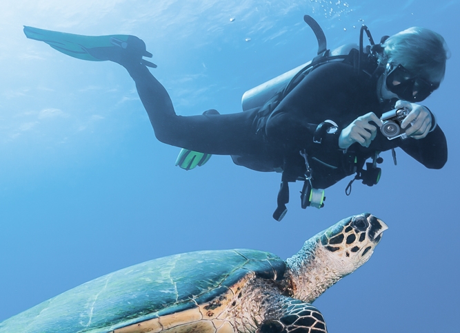Filming Marine Life with a 4K Underwater Camera